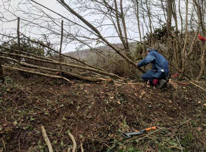 Advice note - Hedge and Boundary planting - Pembrokeshire Coast ...