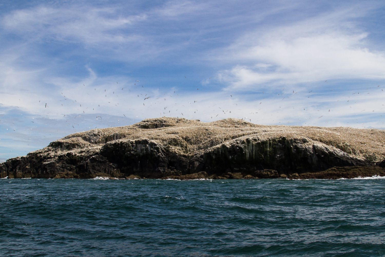 Grassholm - Pembrokeshire Coast National Park