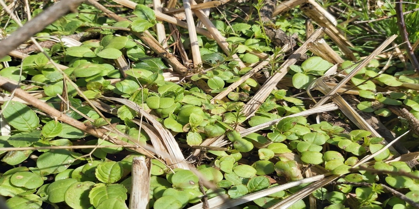 Himalayan balsam Toolkit - Pembrokeshire Coast National Park