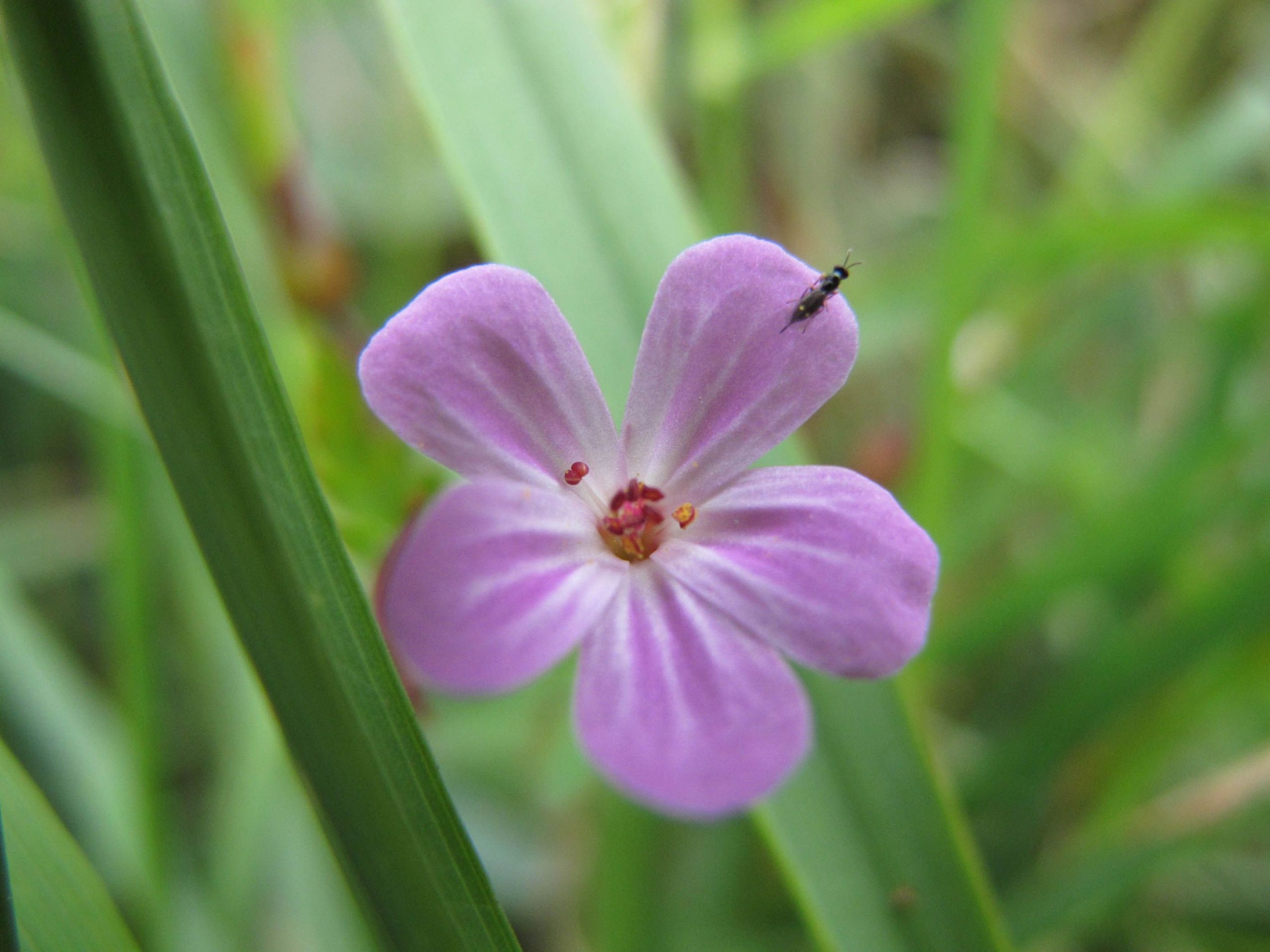Overarching Pollinator Principles - Pembrokeshire Coast National Park